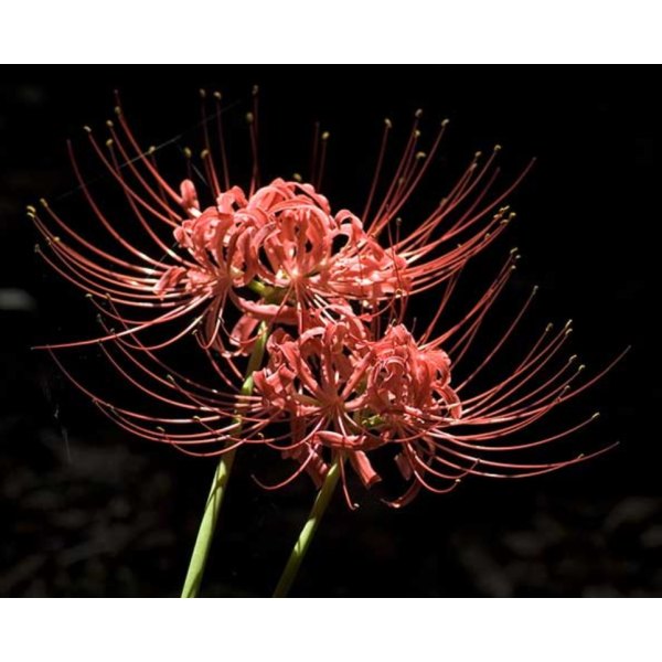 Você sabia que maior flor do mundo é a Amorphophallus titanum ...